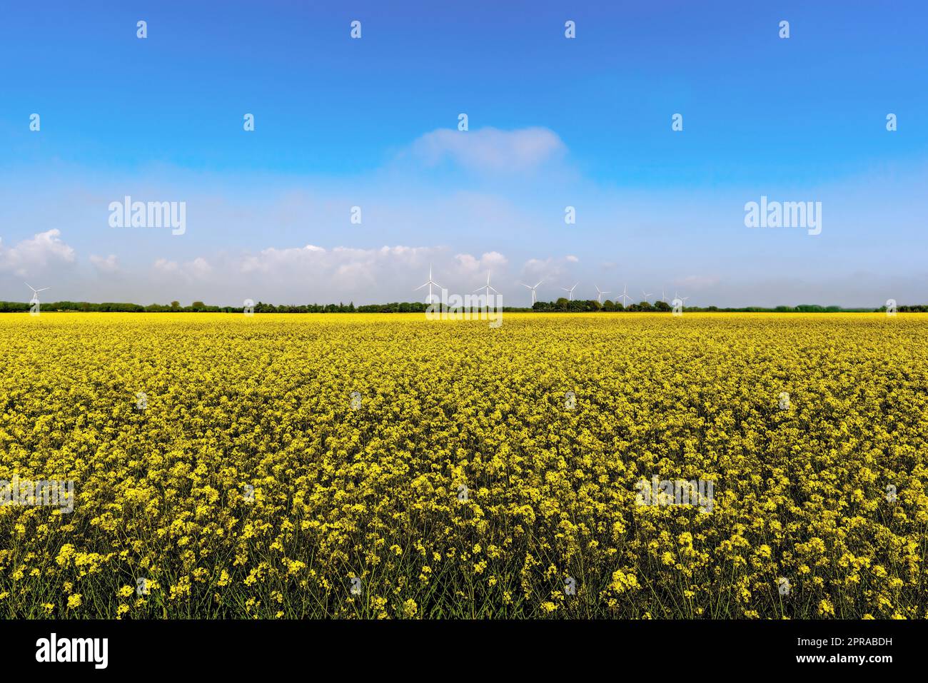 Canola field hi-res stock photography and images - Alamy