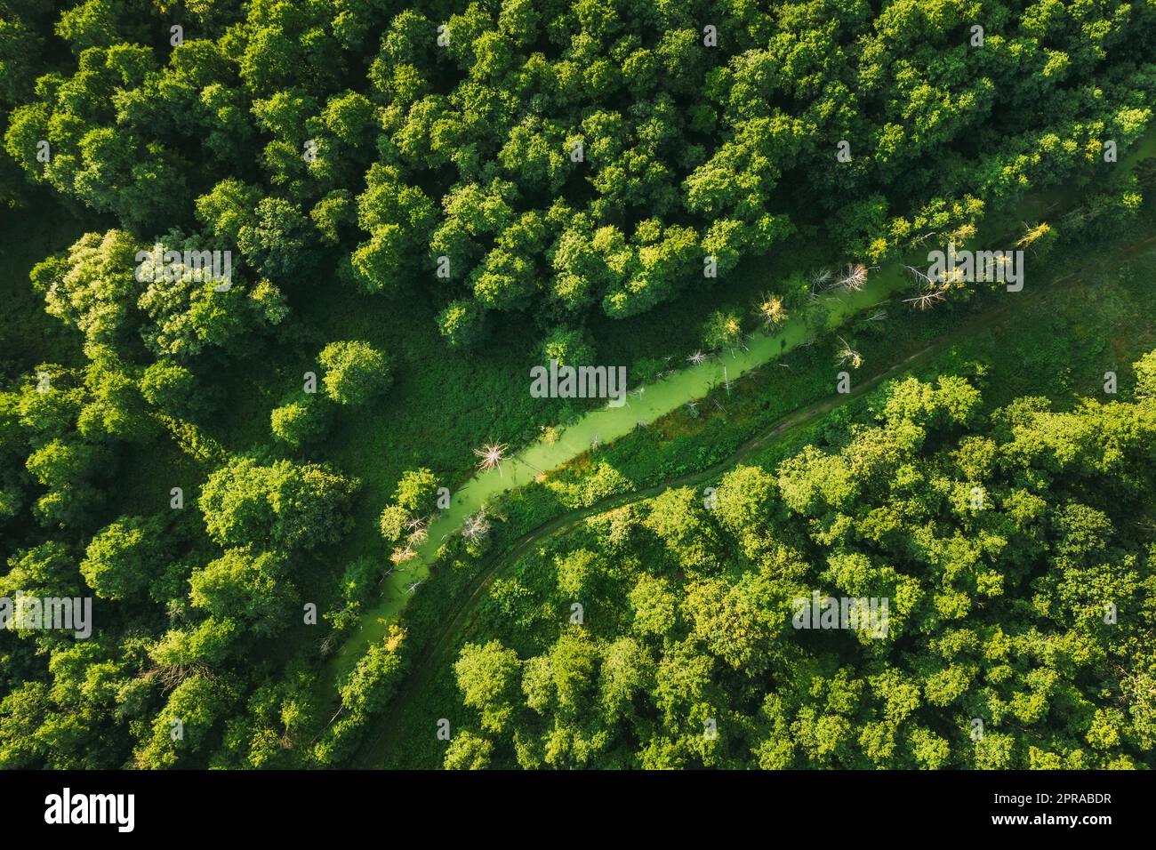 Belarus. Aerial View Of Green Small Bog Marsh Swamp Wetland In Green ...