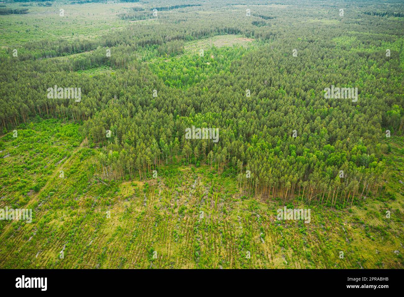 Aerial View Of Deforestation Area Landscape. Green Pine Forest In ...