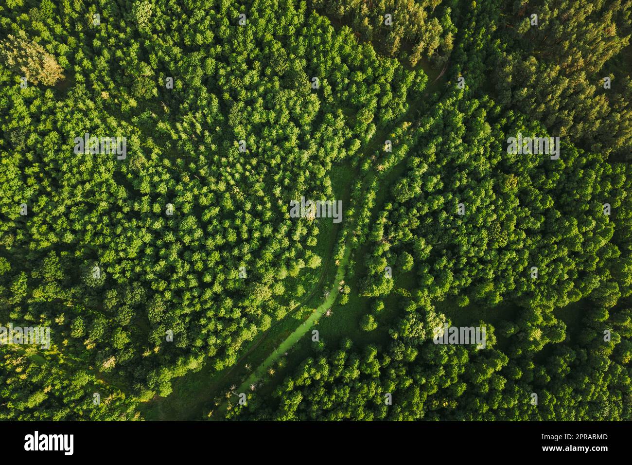 Belarus. Aerial View Of Green Small Bog Marsh Swamp Wetland In Green ...