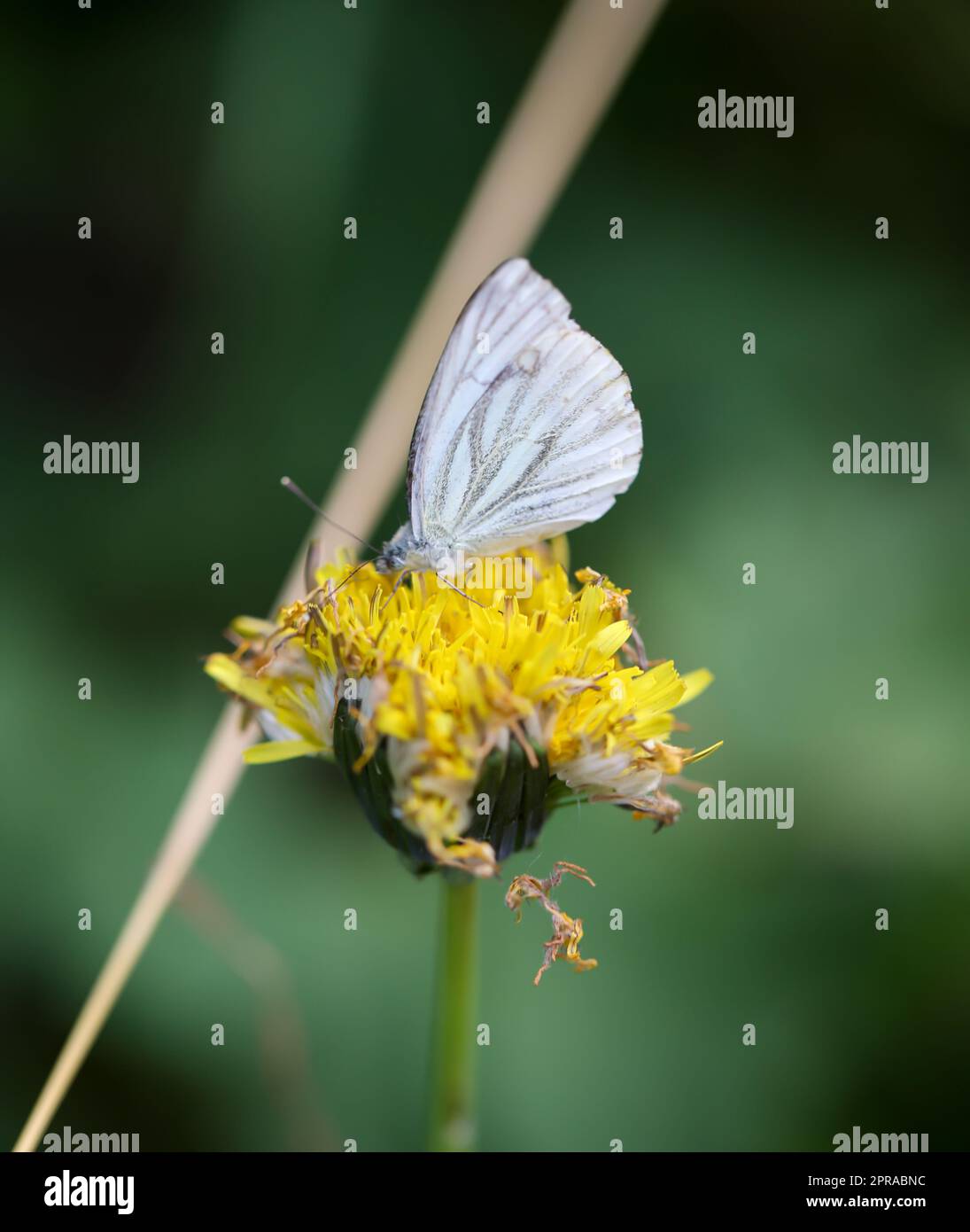 Peris horseshoe hi-res stock photography and images - Alamy