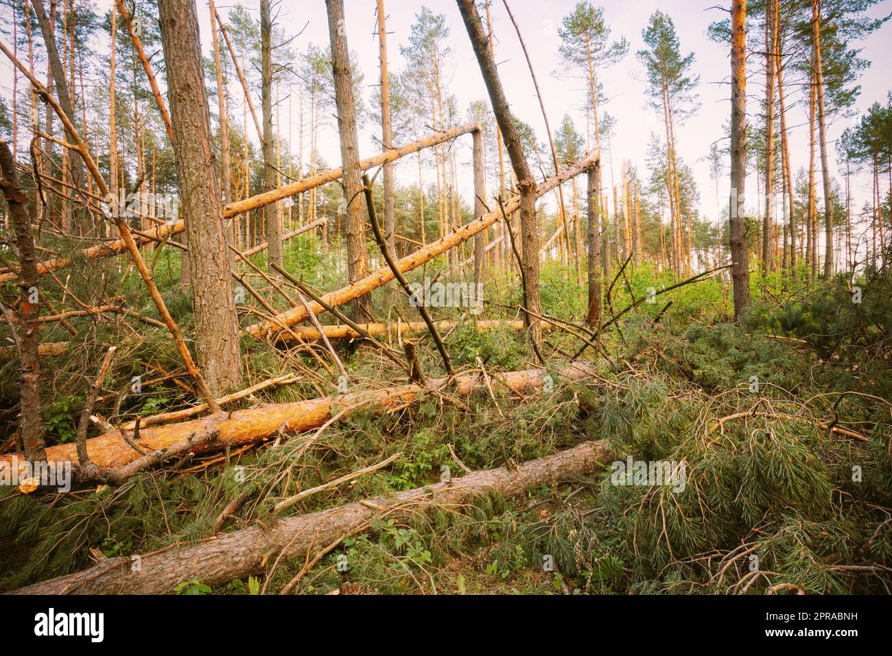 Storm damage cracked pine hi-res stock photography and images - Alamy