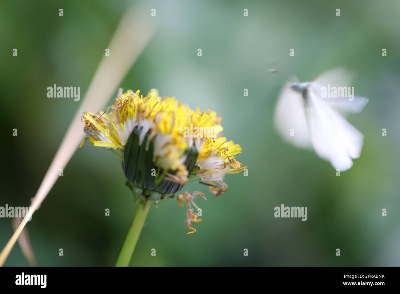 Peris horseshoe hi-res stock photography and images - Alamy