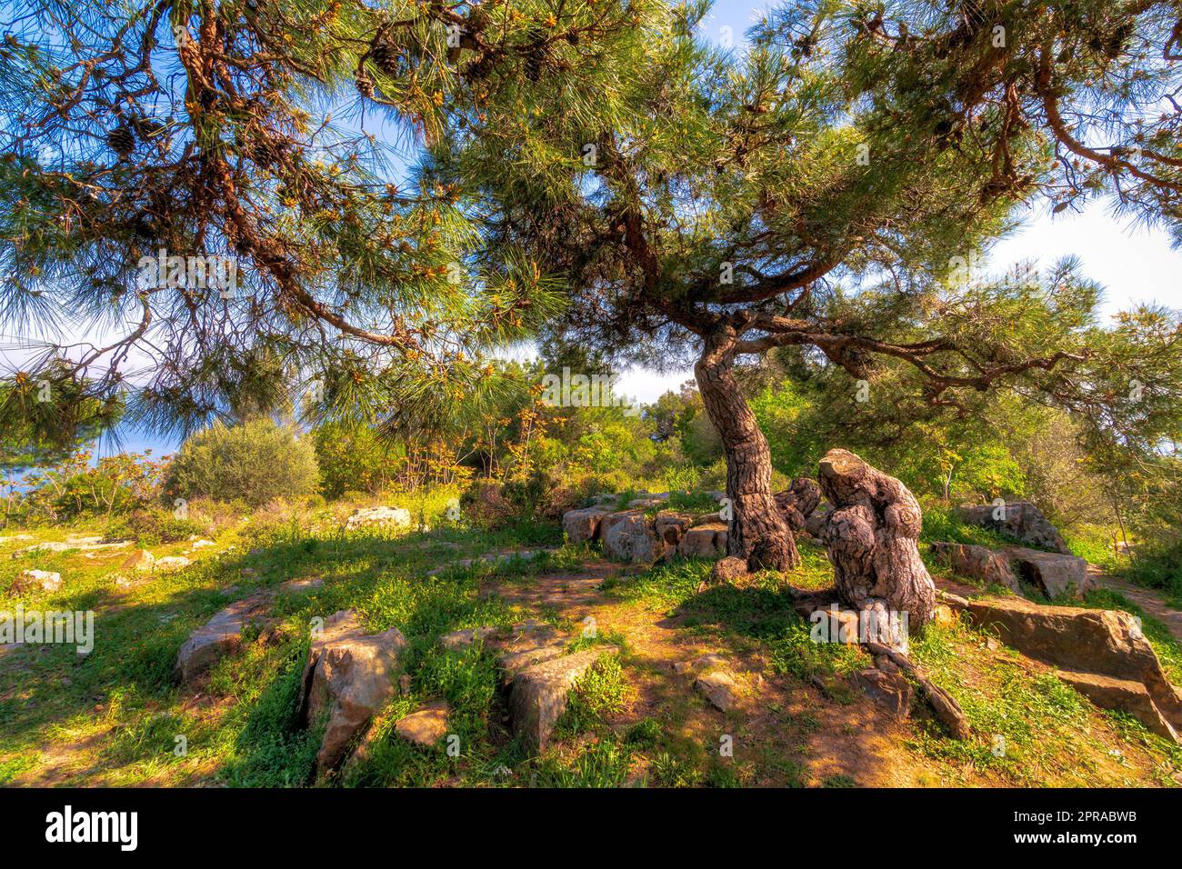 Spring meadow with green tree, grass, rocks and clear blue sky ...
