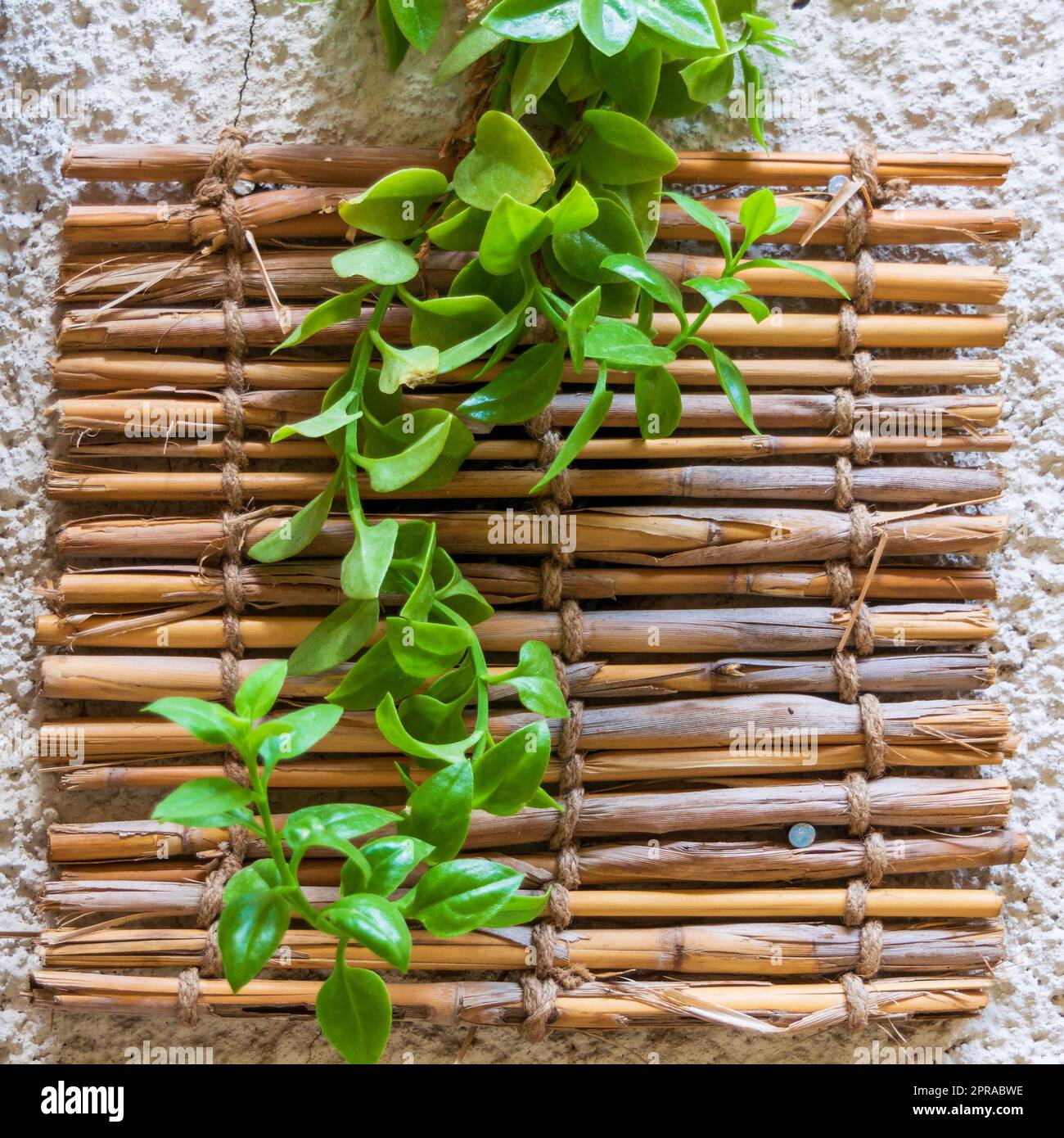 Green plant and bamboo decoration on wall Stock Photo - Alamy