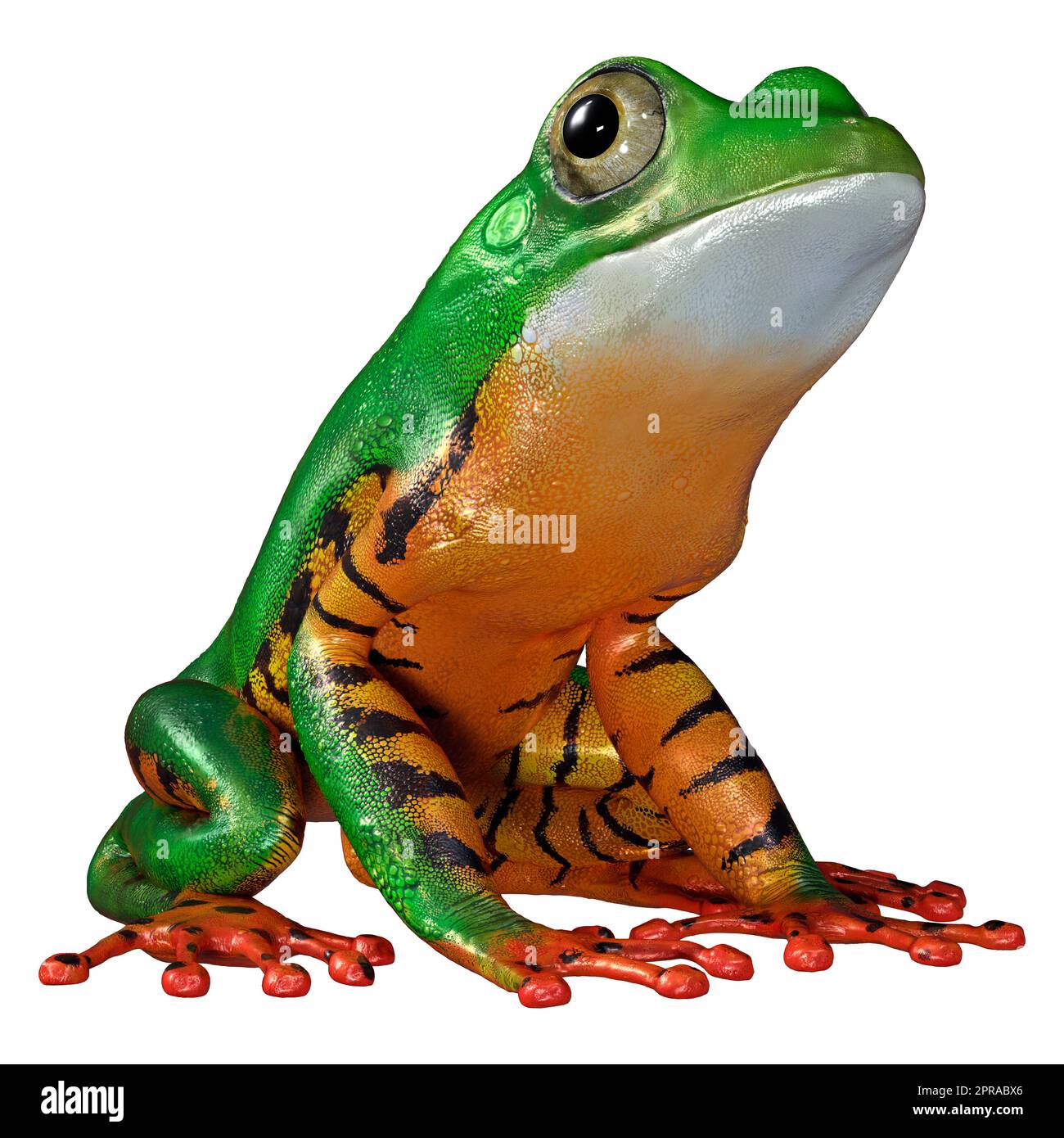 3D rendering of an Amazon tree frog isolated on white background Stock ...