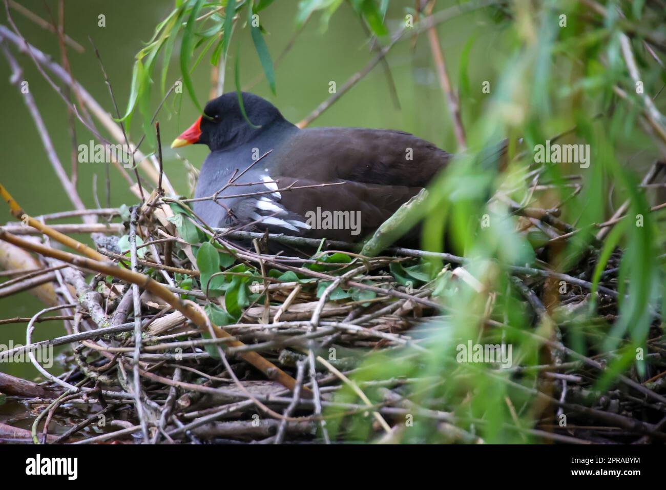 A pond rail, a pond hen on her nest to breed Stock Photo - Alamy