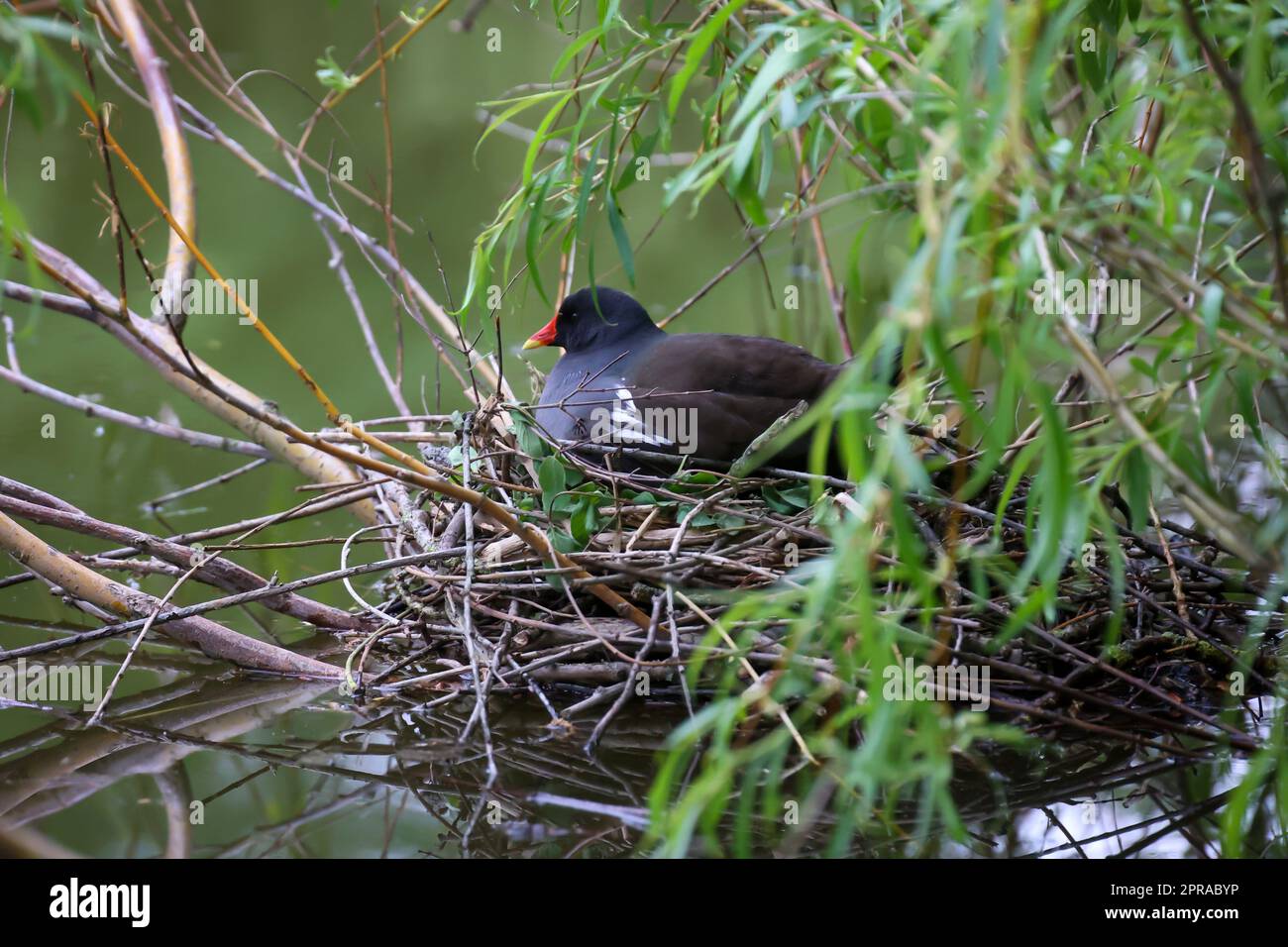 A pond rail, a pond hen on her nest to breed Stock Photo - Alamy