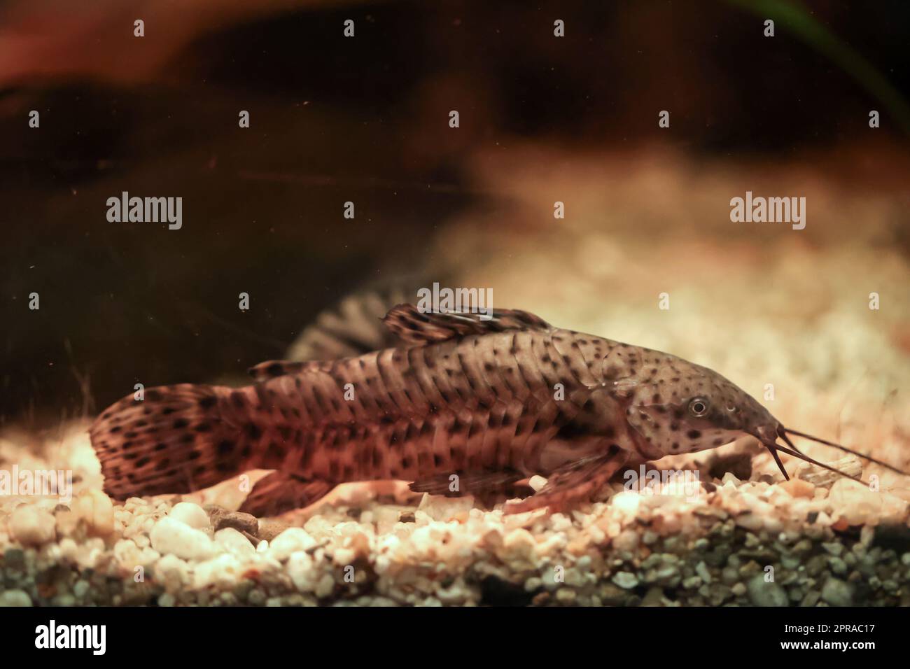 Stick catfish hi-res stock photography and images - Alamy