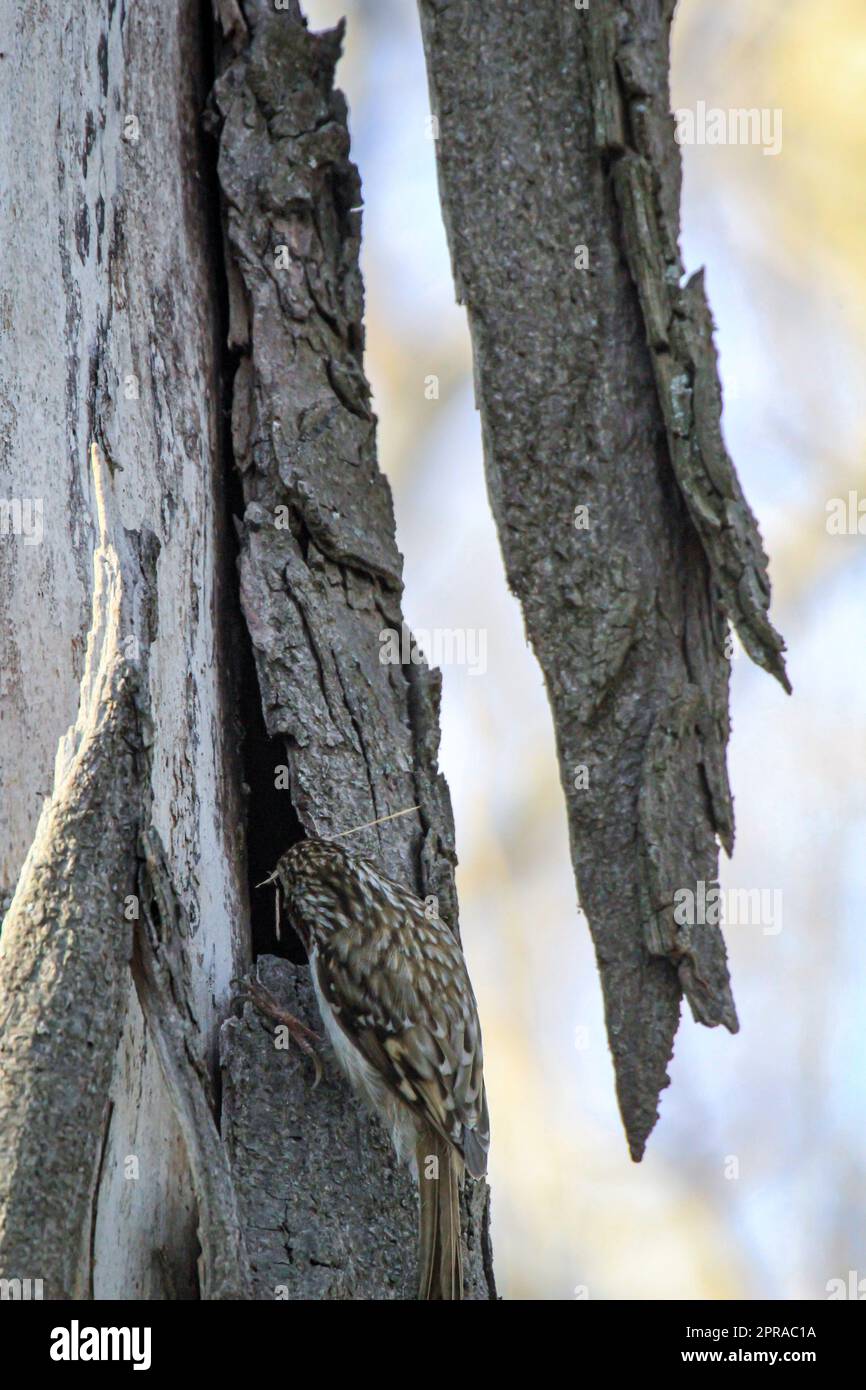 A garden treecreeper, Certhia brachydactyla brings nesting material to ...
