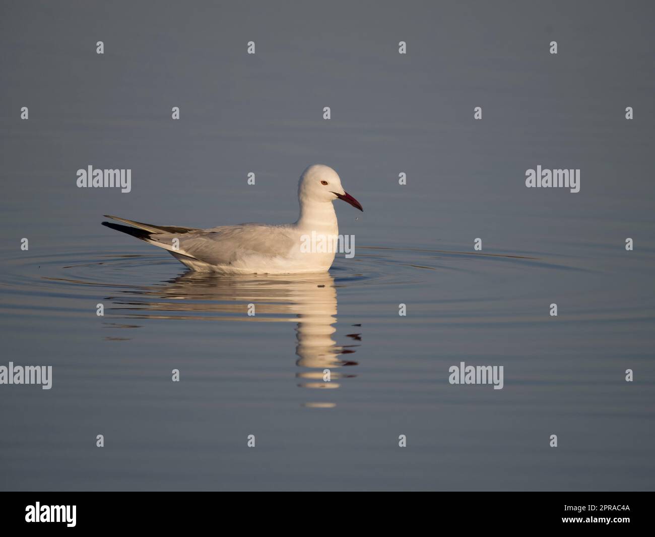Slender-billed gull, Chroicocephalus genei, single bird in water ...