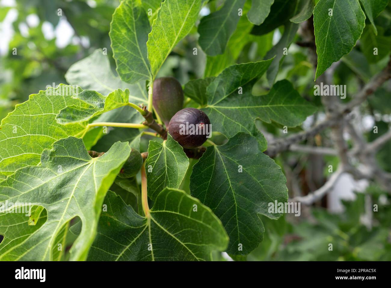Unripe fig tree fruits hi-res stock photography and images - Alamy