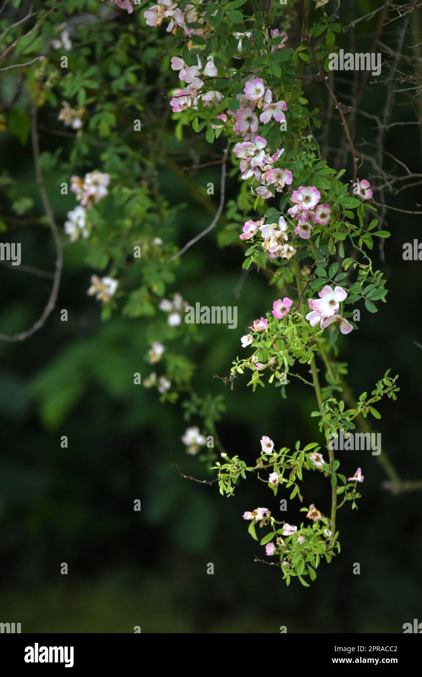 Climbing rambler white rose hi-res stock photography and images - Alamy
