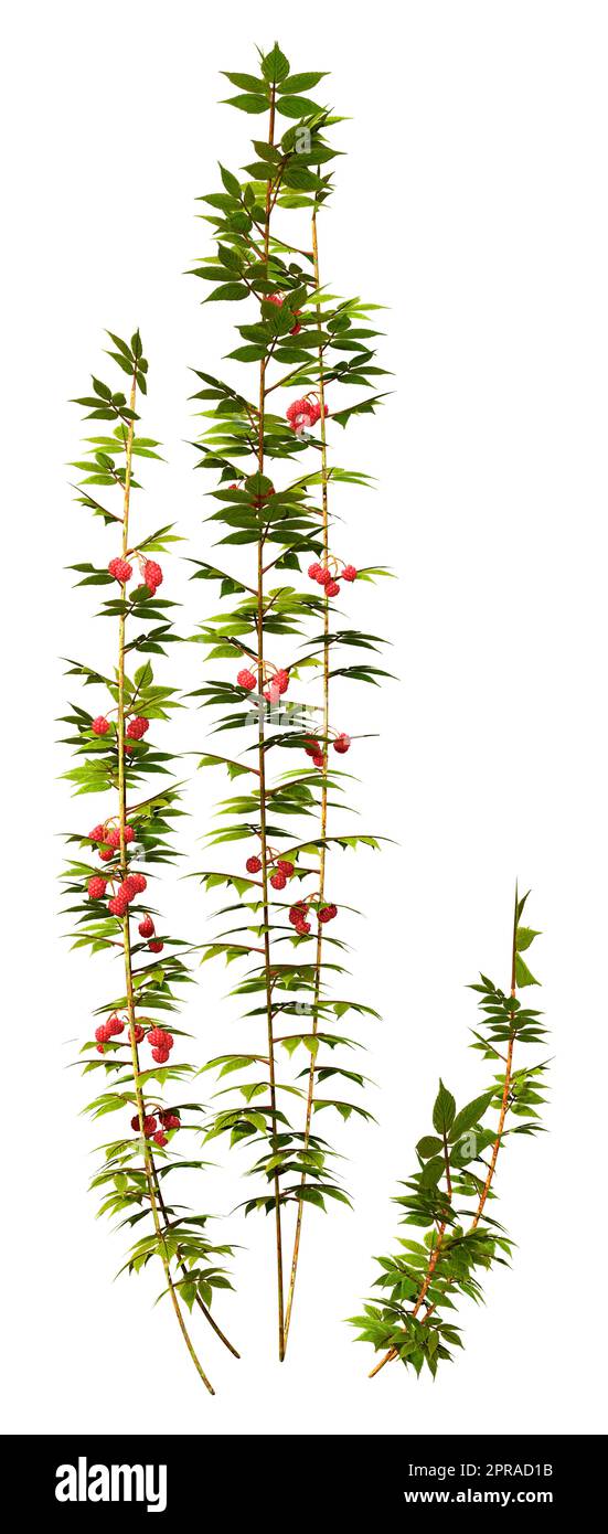 3D rendering of raspberry canes isolated on white background Stock ...
