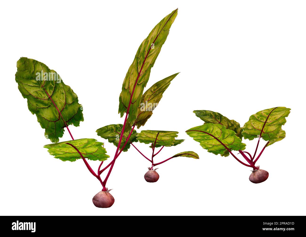 3D rendering of beet plants isolated on white background Stock Photo ...
