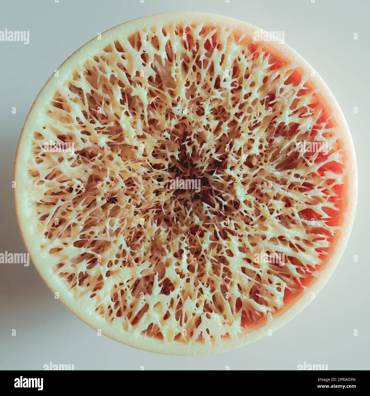 Osteoporosis - Cross Section of a bone -- 3D Rendering Stock Photo - Alamy