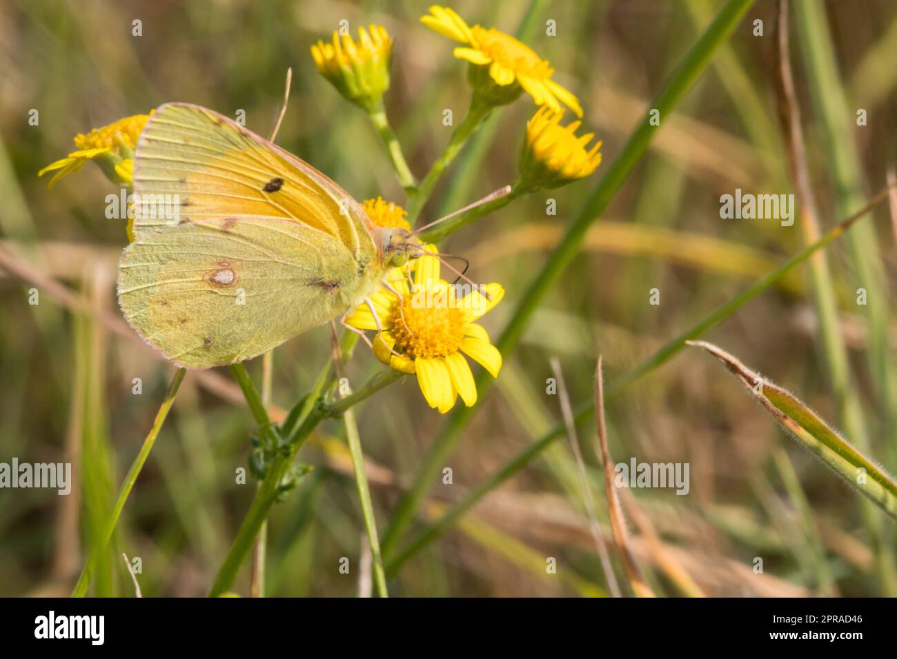 Yellow coloured wings hi-res stock photography and images - Alamy