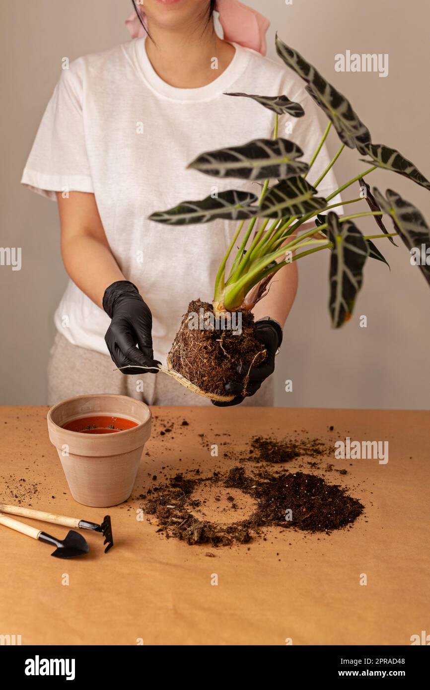 Transplanting a houseplant into a new flower pot Stock Photo - Alamy