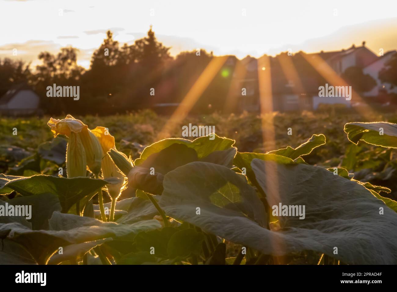 Organic pumpkin field ripening on organic farmland with low angle view ...