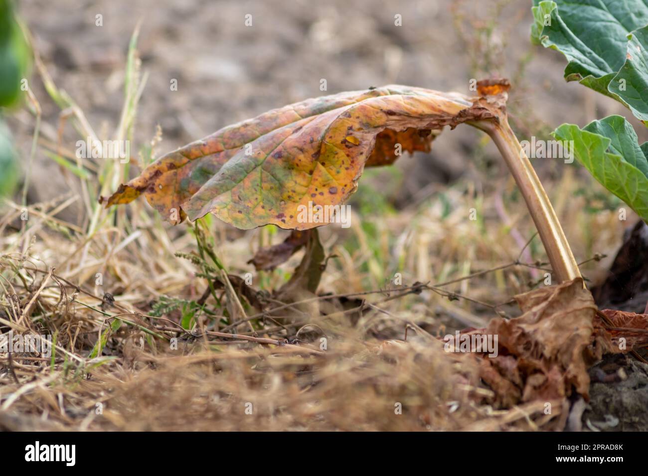 Dry rhubarb field with brown rhubarb leaves on dry farmland shows ...
