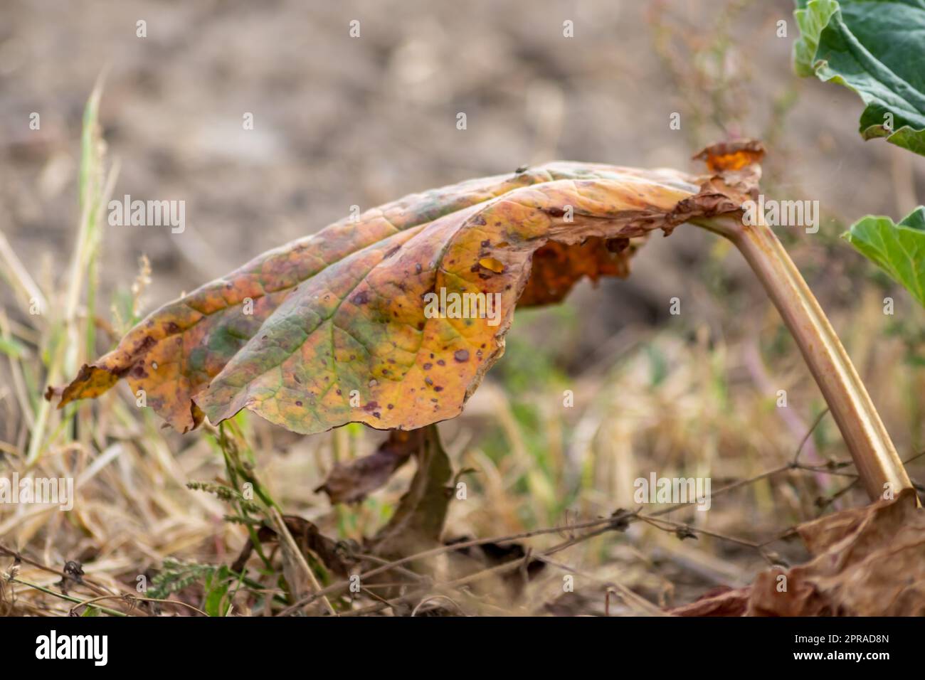 Dry rhubarb field with brown rhubarb leaves on dry farmland shows ...