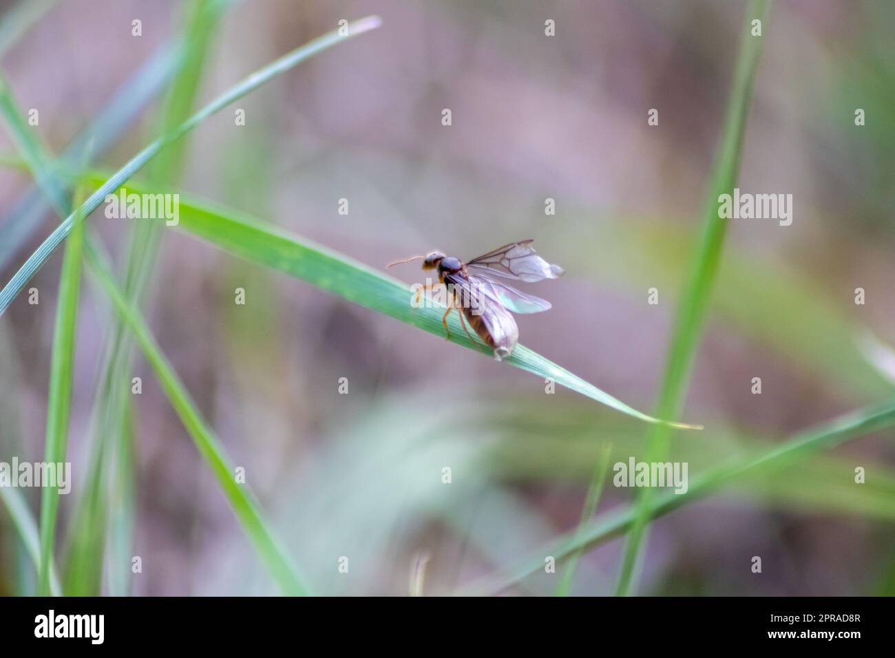 Ant wedding flight with flying ants like new ant queens and male ant ...