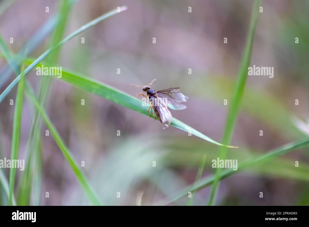 Ant wedding flight with flying ants like new ant queens and male ant ...