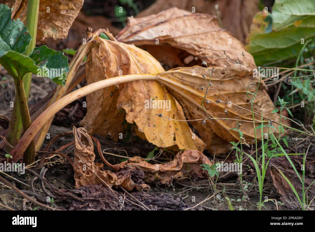 Dry rhubarb field with brown rhubarb leaves on dry farmland shows ...