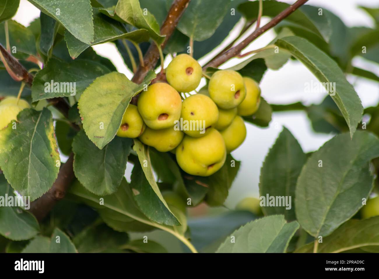Unripe green cherry tree ripening in summer sunset in organic gardening ...