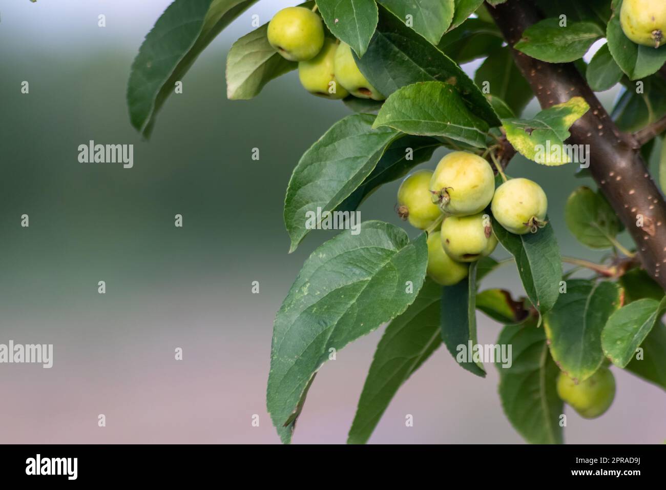 Unripe green cherry tree ripening in summer sunset in organic gardening ...