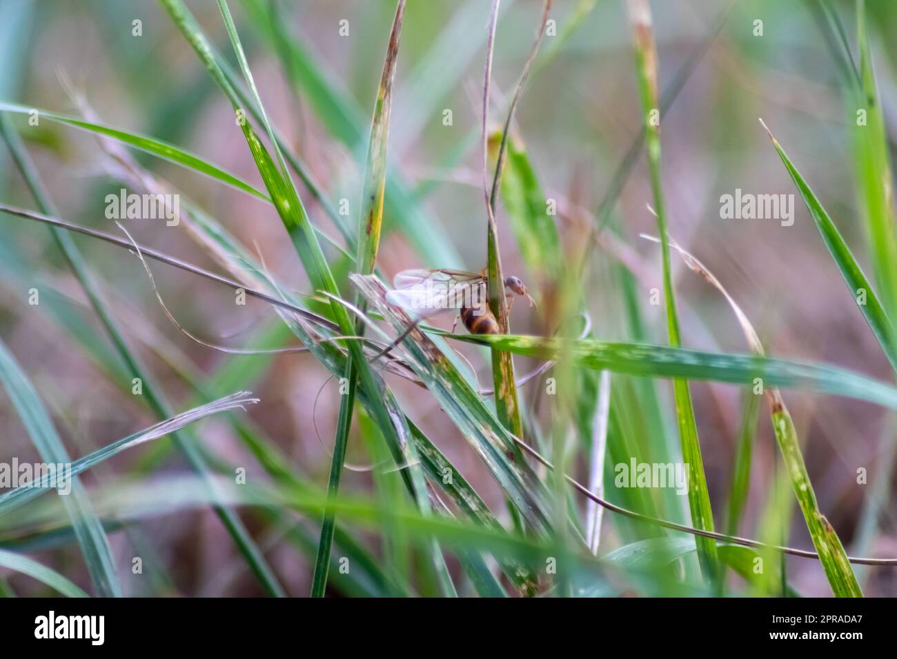 Ant wedding flight with flying ants like new ant queens and male ant ...