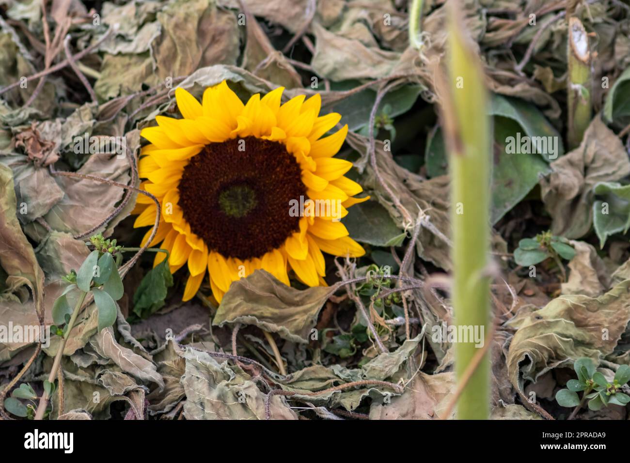 Drought with dry and withered sunflowers in extreme heat periode with ...