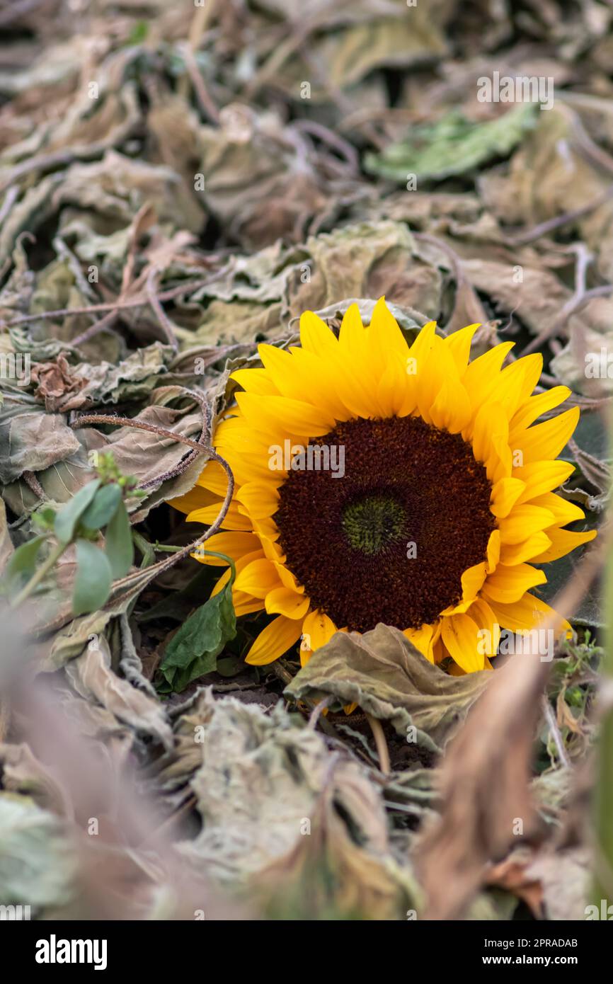 Drought with dry and withered sunflowers in extreme heat periode with ...