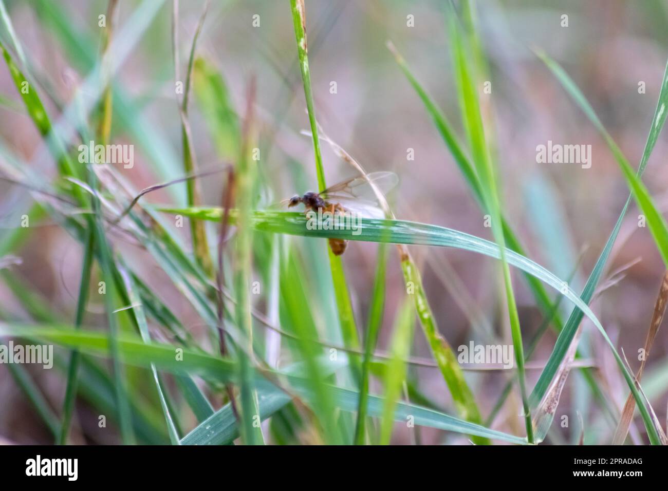 Ant wedding flight with flying ants like new ant queens and male ant ...