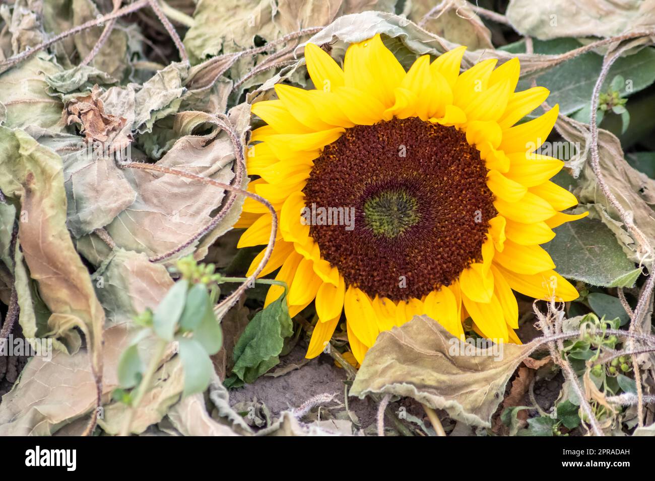 Drought with dry and withered sunflowers in extreme heat periode with ...
