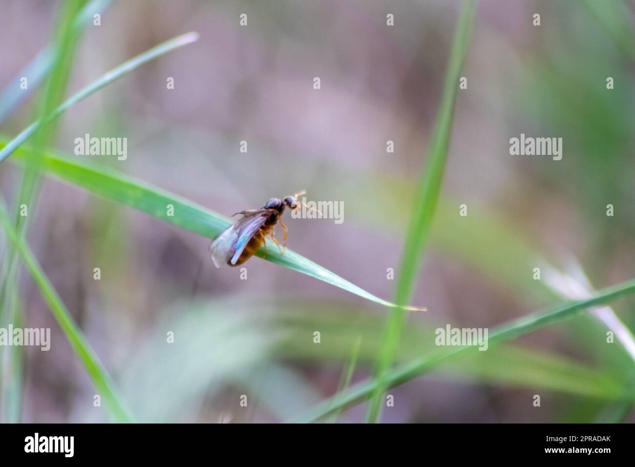 Ant wedding flight with flying ants like new ant queens and male ant ...