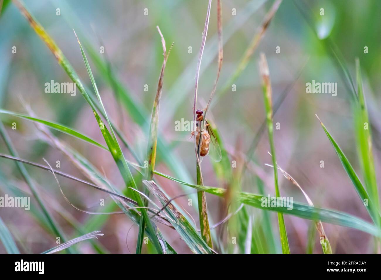 Insects Reproduction