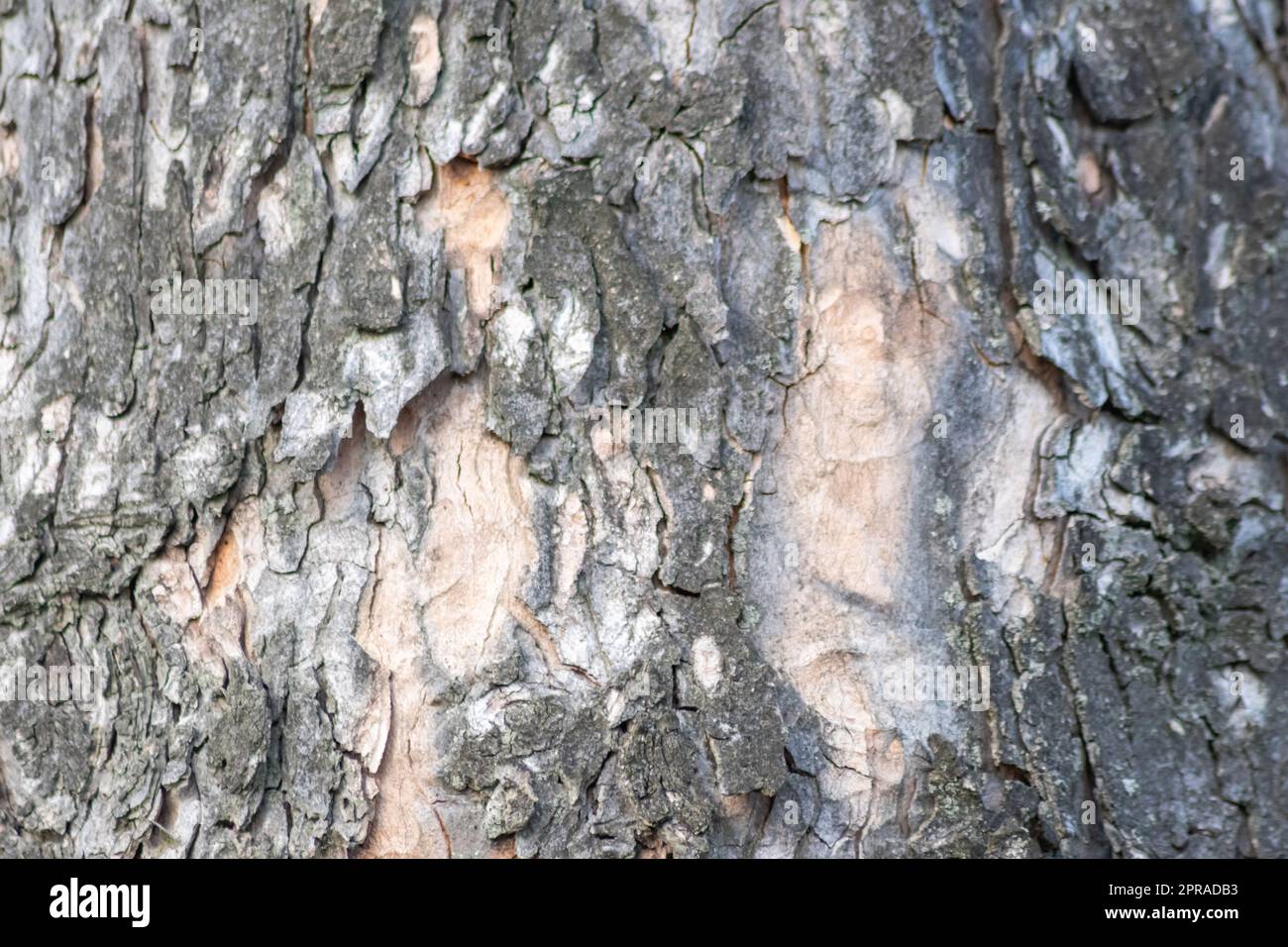 Tree bark with fine natural structures and patina of rough tree bark as ...