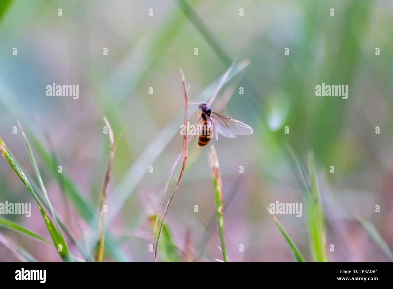 Ant wedding flight with flying ants like new ant queens and male ant ...