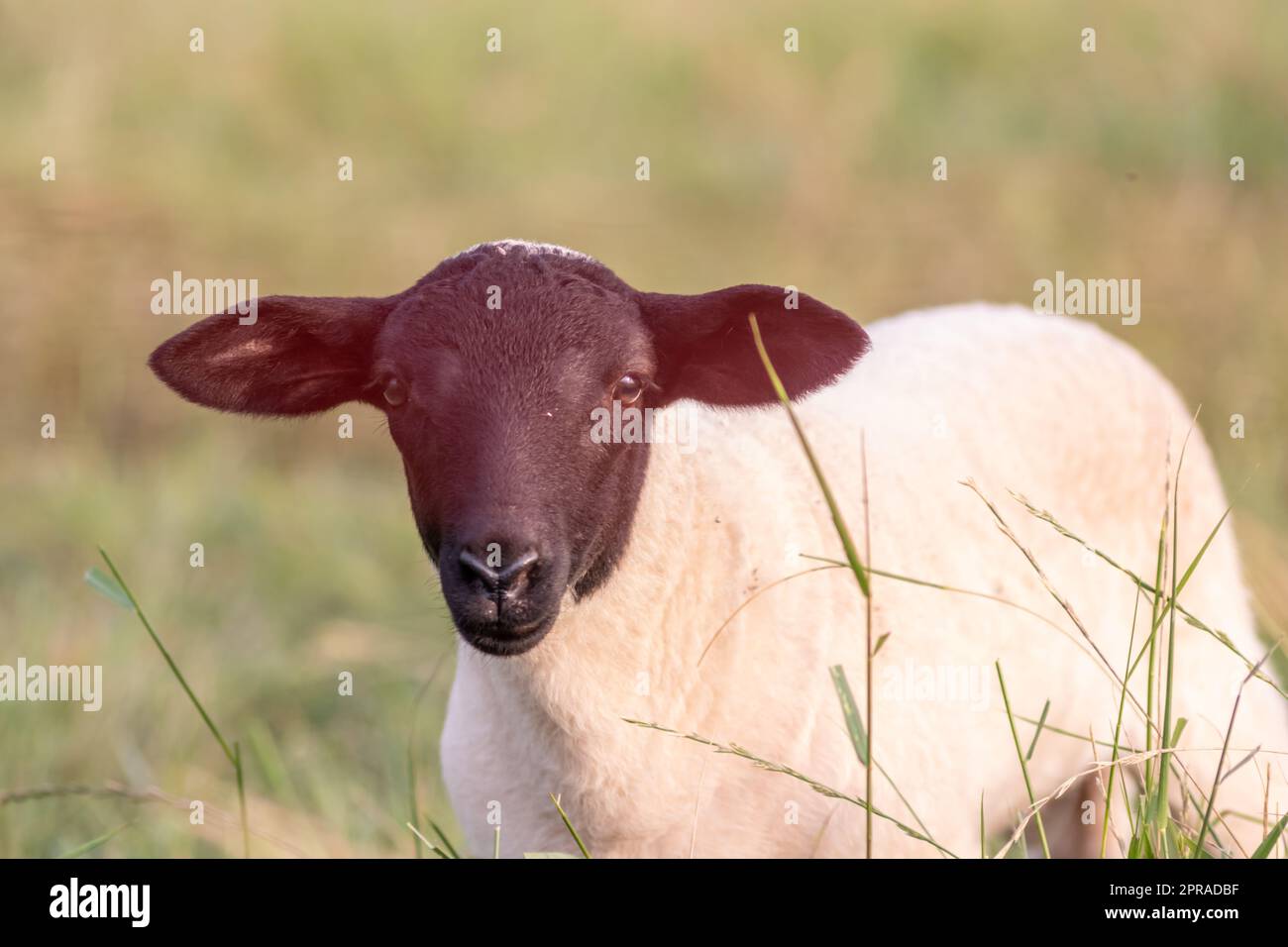 Little lamb with black head and attentive mother sheep caring for the grazing sheep in organic ...