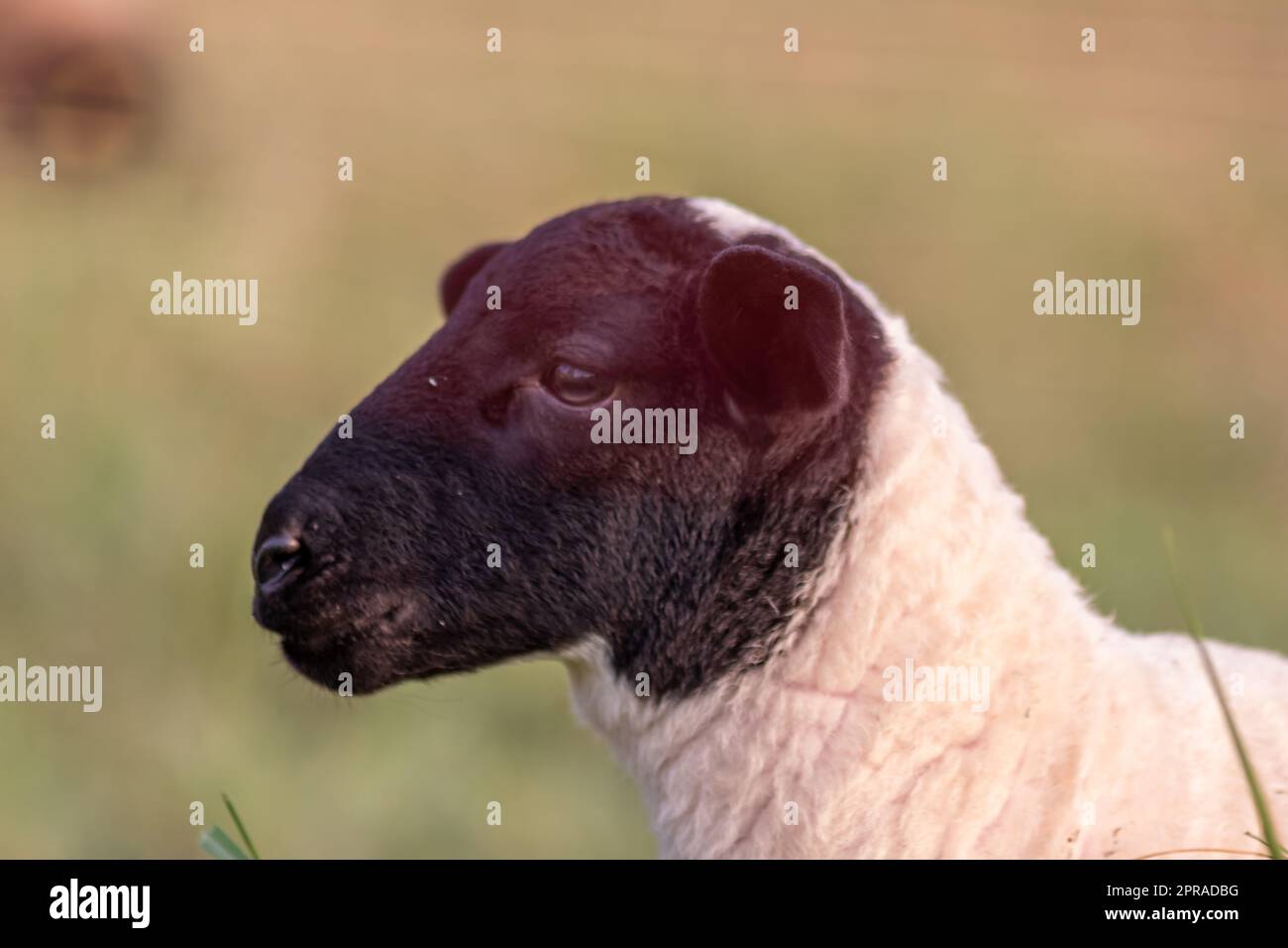 Little lamb with black head and attentive mother sheep caring for the grazing sheep in organic ...
