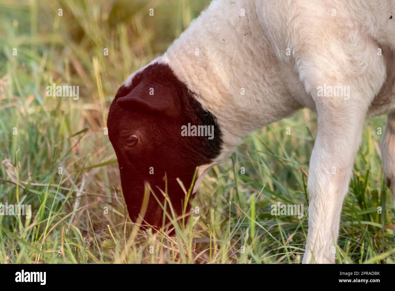 Little lamb with black head and attentive mother sheep caring for the grazing sheep in organic ...
