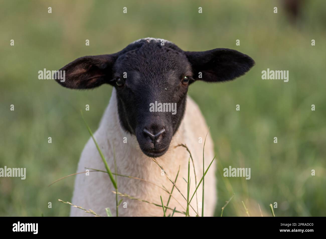 Little lamb with black head and attentive mother sheep caring for the grazing sheep in organic ...