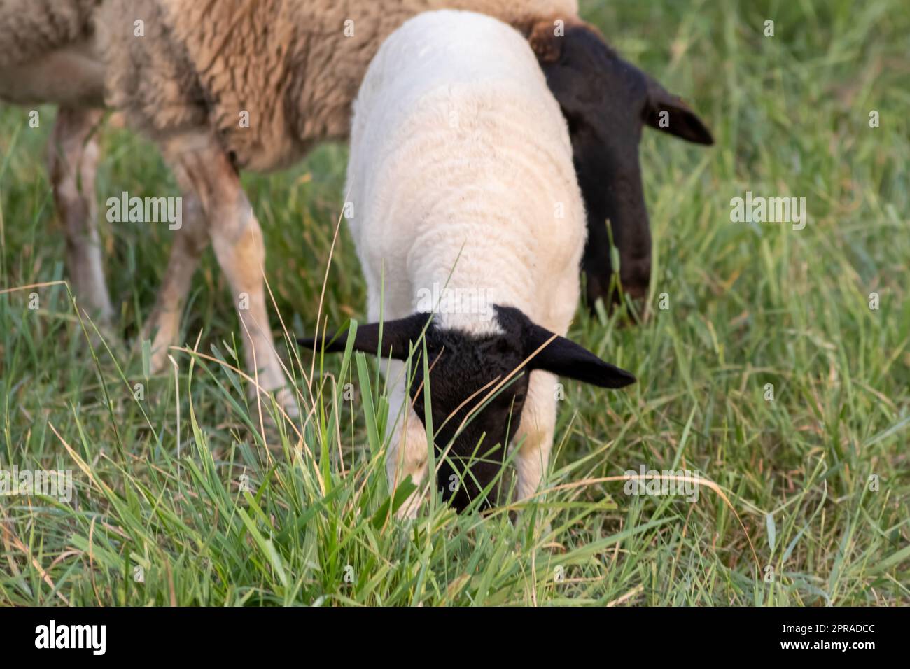 Little lamb with black head and attentive mother sheep caring for the ...
