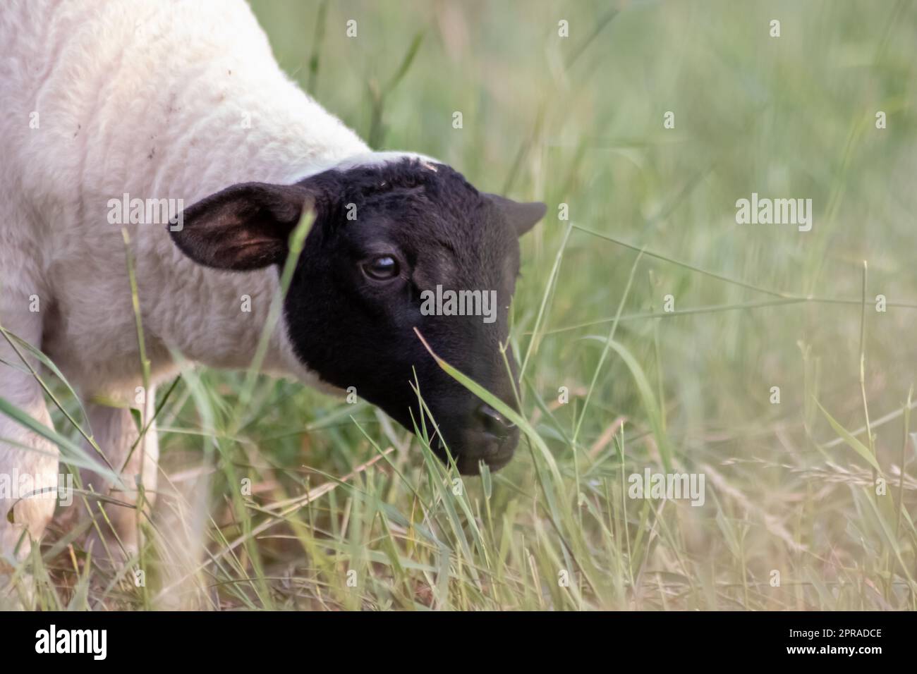 Little lamb with black head and attentive mother sheep caring for the grazing sheep in organic ...