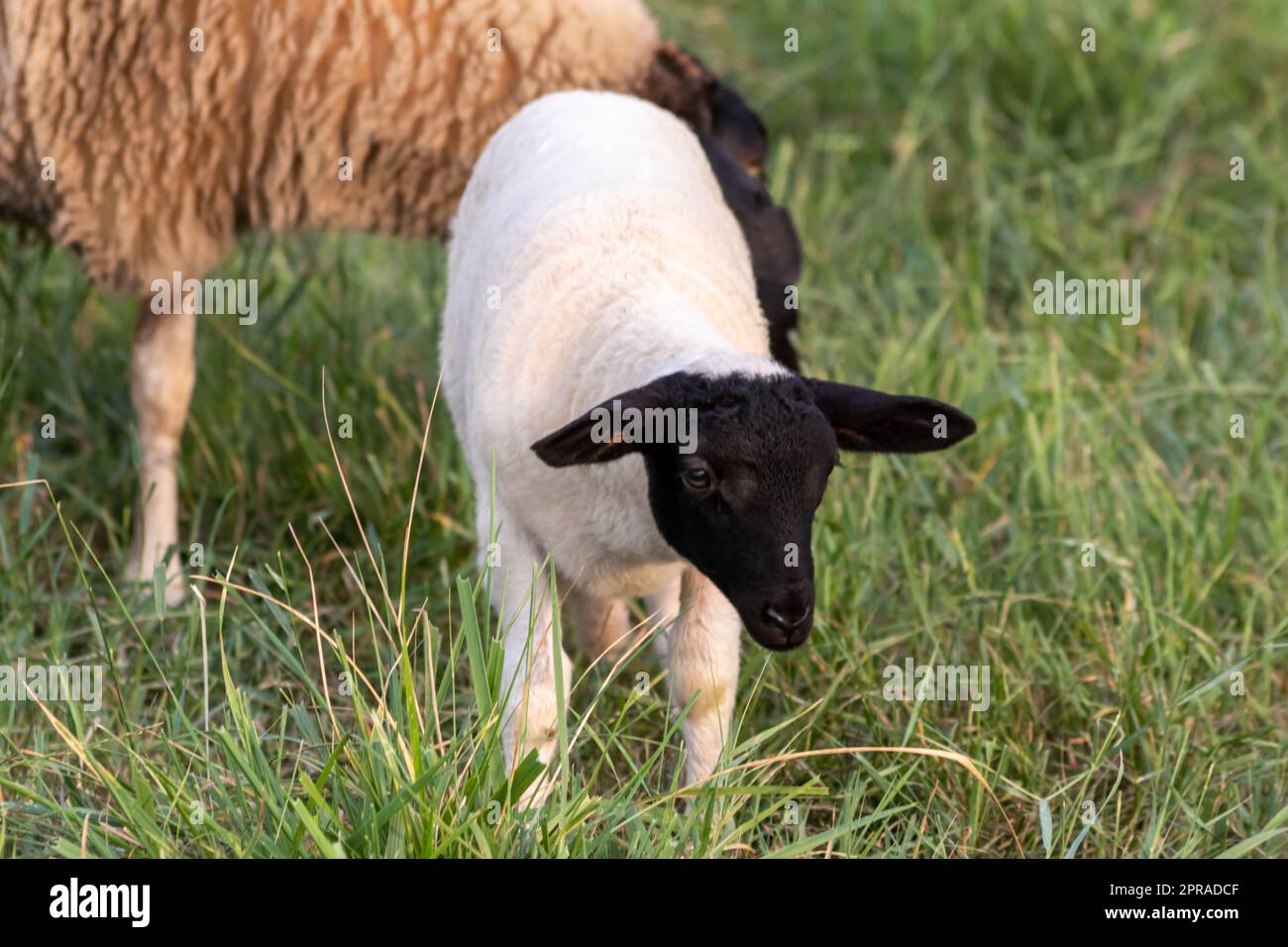 Little lamb with black head and attentive mother sheep caring for the grazing sheep in organic ...