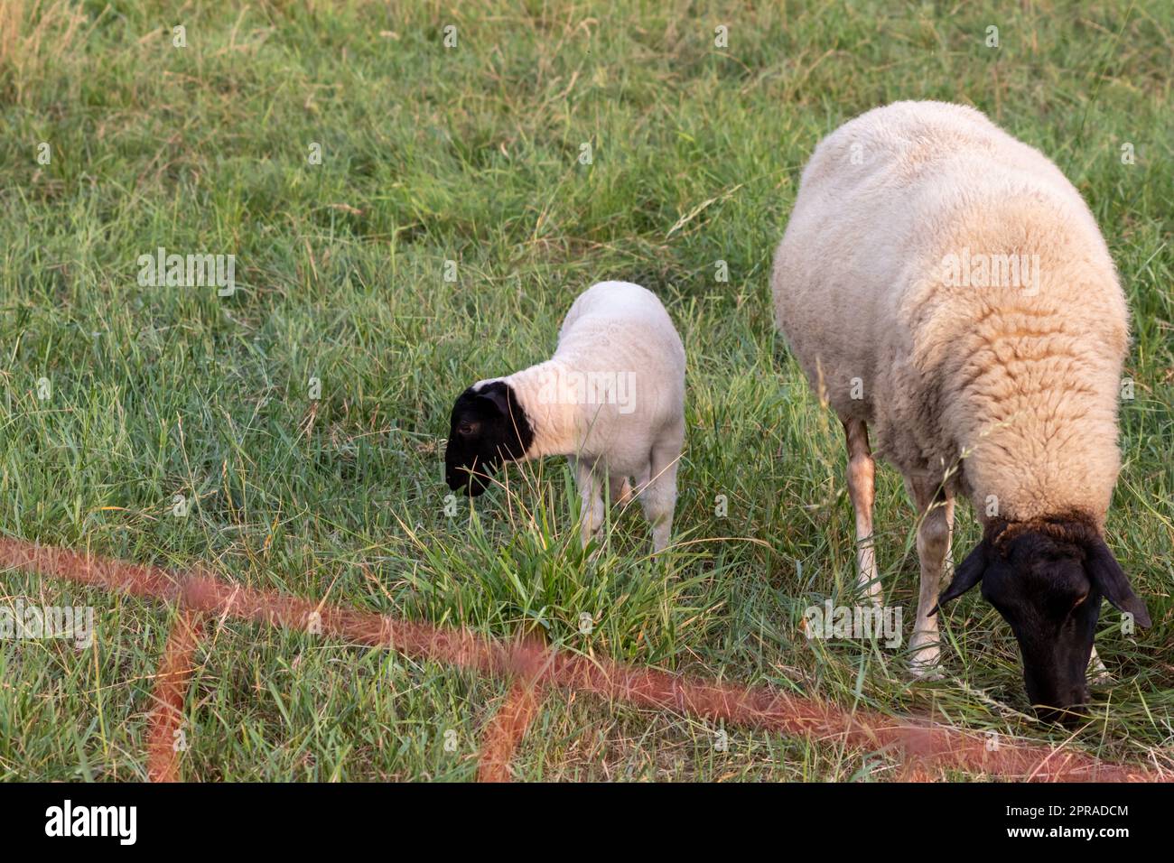 Little lamb with black head and attentive mother sheep caring for the grazing sheep in organic ...