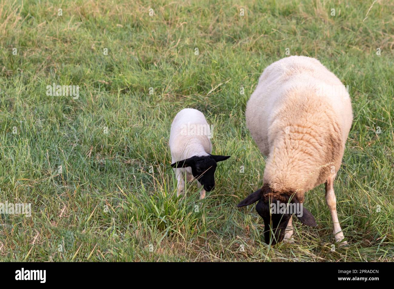 Little lamb with black head and attentive mother sheep caring for the grazing sheep in organic ...