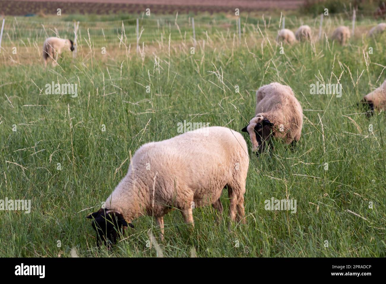 Little lamb with black head and attentive mother sheep caring for the grazing sheep in organic ...