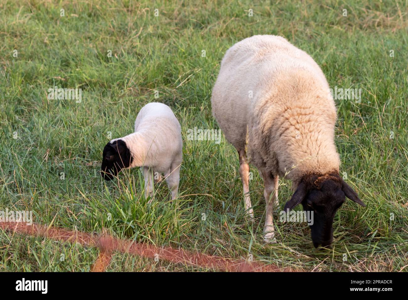 Little lamb with black head and attentive mother sheep caring for the grazing sheep in organic ...